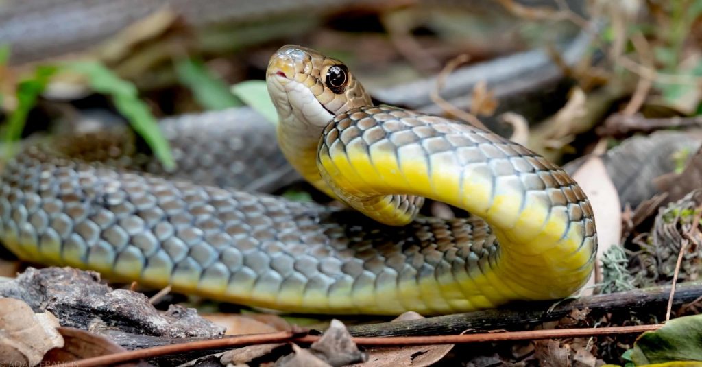 Rắn ráo tại Hà Nội - 600k/kg | Do tuoi song | dac san vung mien | san ...